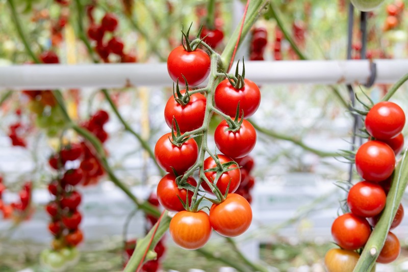 Our Intermediate Resistance varieties live up to their promise