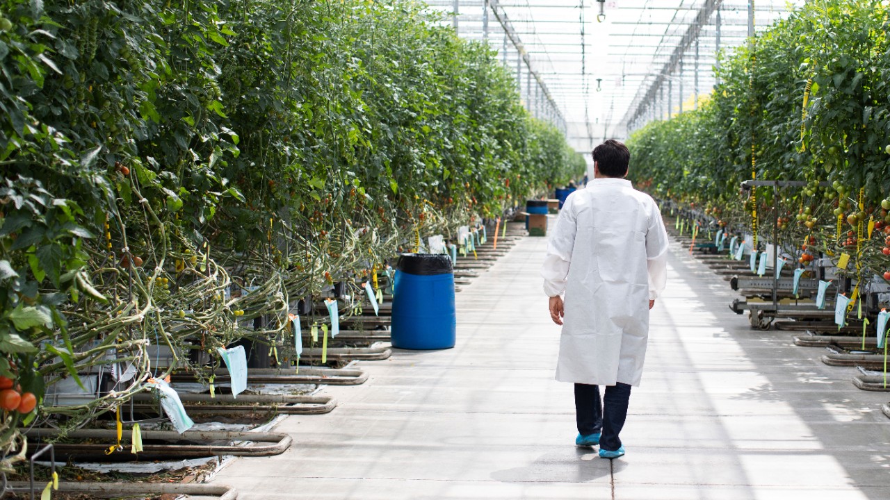 Greenhouse | Innovative vegetable seed varieties | Vegetables by Bayer