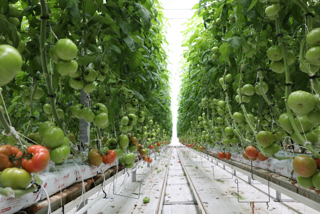 De Ruiter | Innovative vegetable seed varieties | Vegetables by Bayer