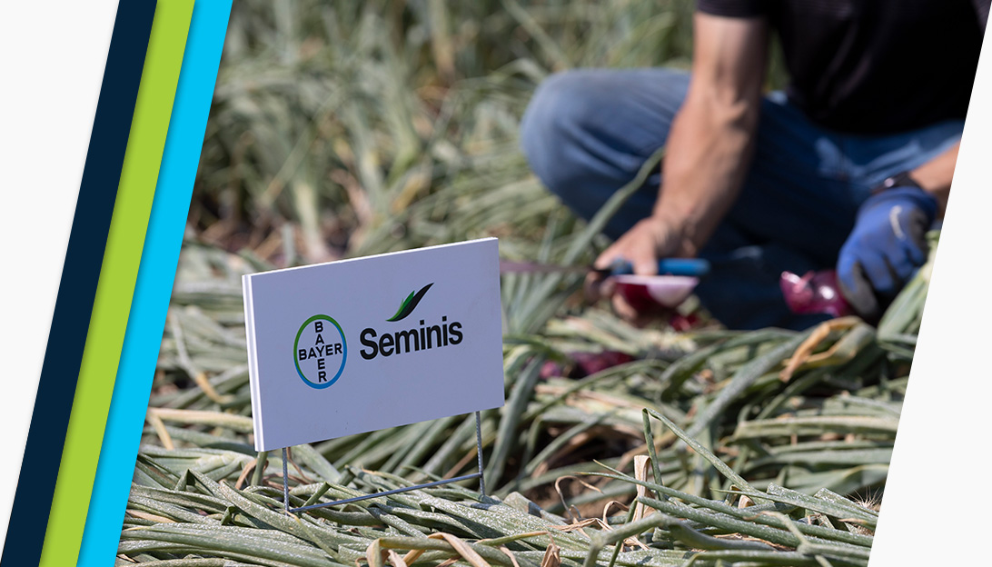 Seminis | Variedades de semillas de hortalizas de alta calidad ...