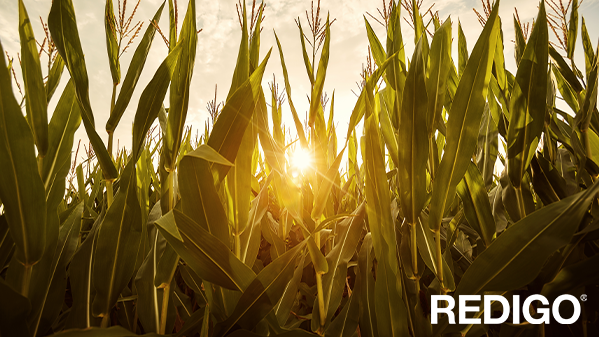 The past, present and future of Redigo I SeedGrowth