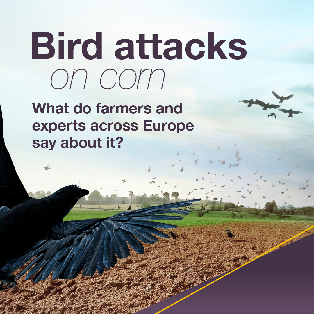 WATCH: Uncovering Ibisio’s potential across Europe I SeedGrowth