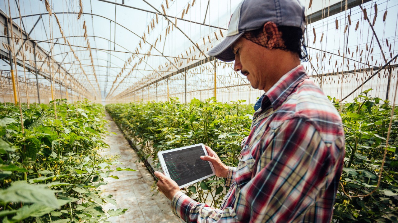 Greenhouse | Innovative vegetable seed varieties | Vegetables by Bayer